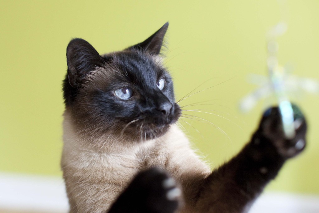 Environmental Enrichment For Indoor Cats - Fundamentally Feline