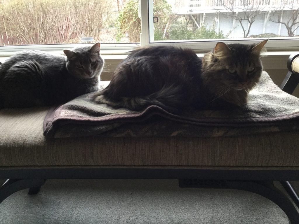 Ashur and Shere Khan Pinkerton - Fundamentally Feline