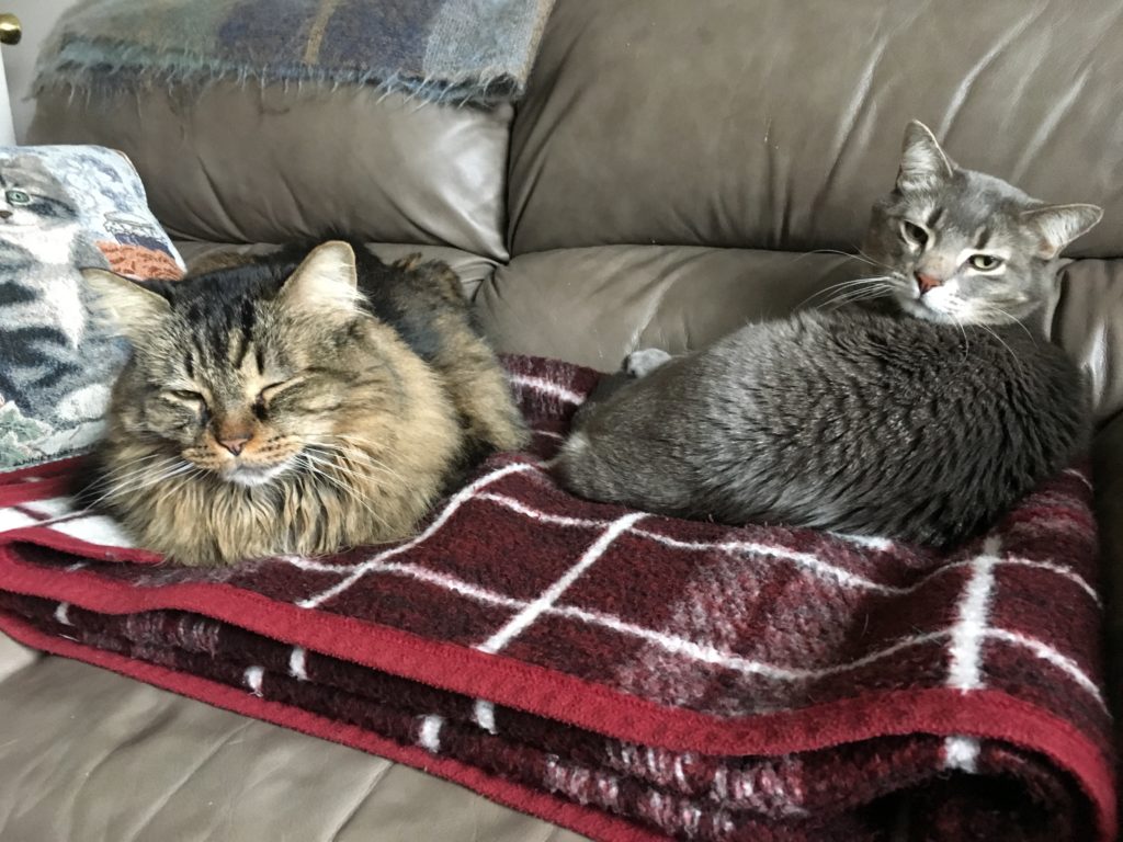 Ashur and Shere Khan Pinkerton - Fundamentally Feline