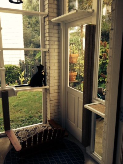 Catifying Your Screen Porch - Fundamentally Feline