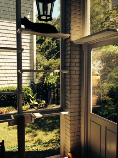Catifying Your Screen Porch - Fundamentally Feline