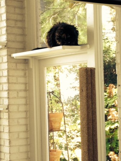 Catifying Your Screen Porch - Fundamentally Feline