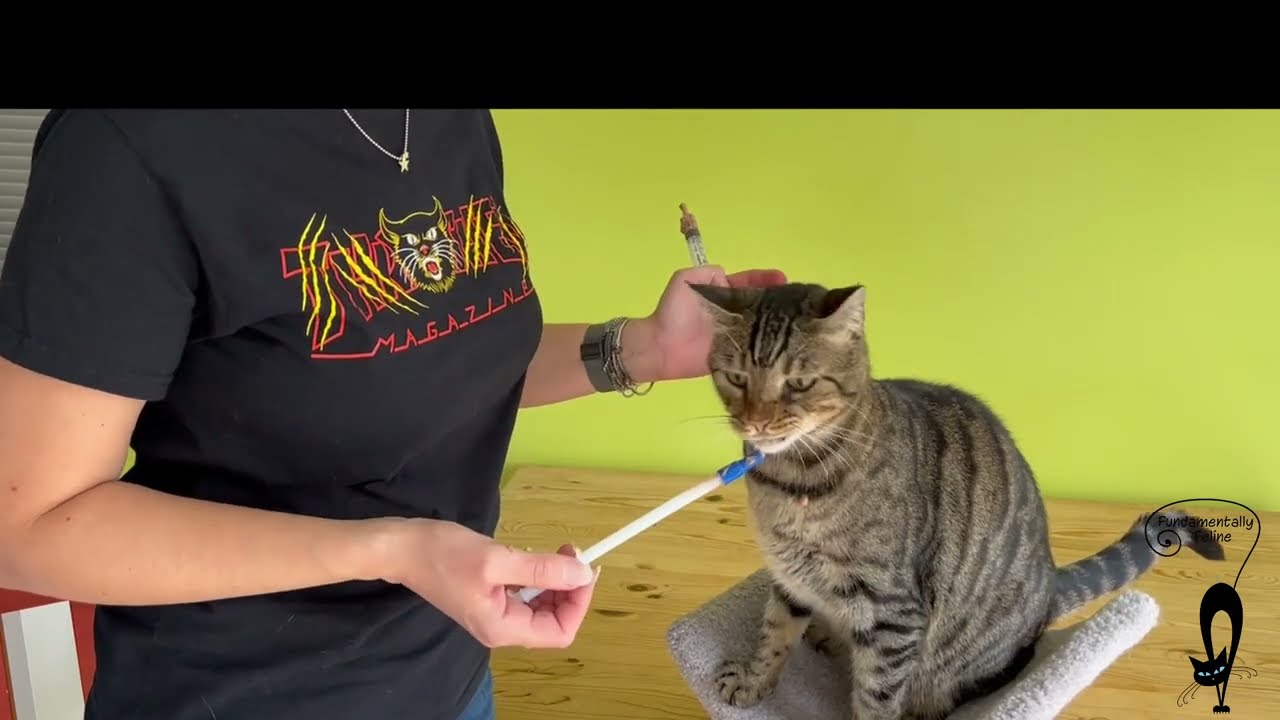 Teach-Your-Cat-to-Use-A-Pill-Popper-Positively-and-Willingly ... Teach-Your-Cat-to-Use-A-Pill-Popper-Positively-and-Willingly ...