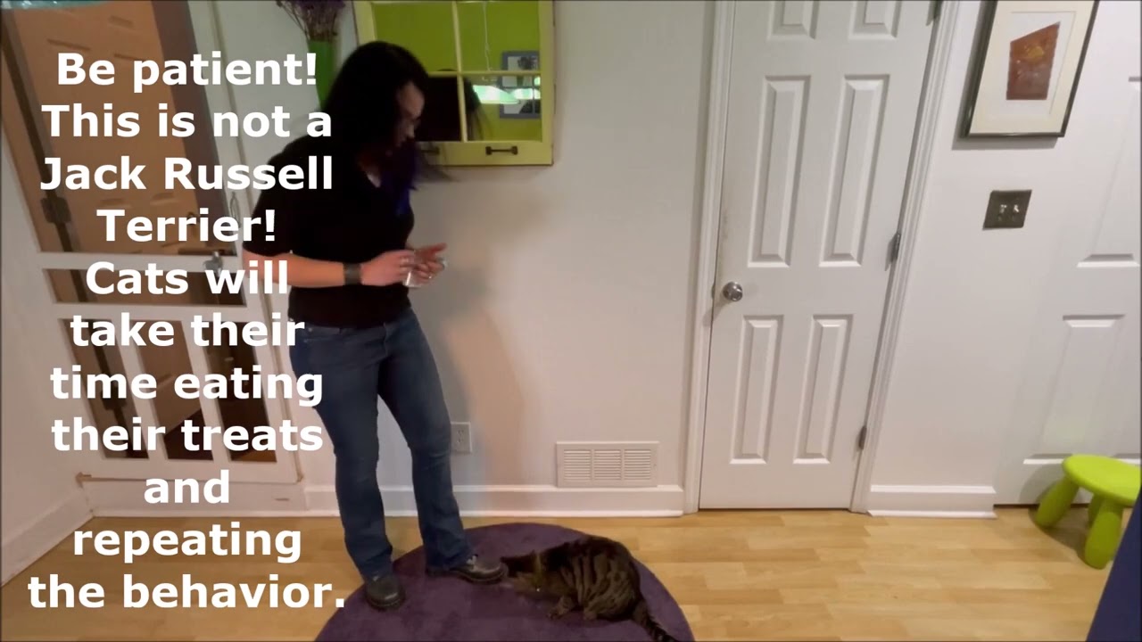 Teaching the "Up-Down" Pattern Game to Cats - Fundamentally Feline