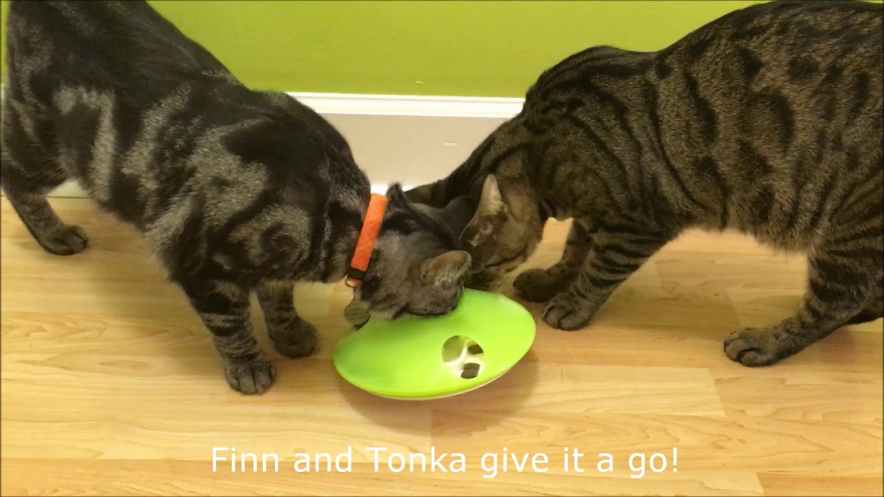 Foraging Videos - Fundamentally Feline
