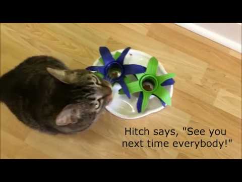 ThinKat by Aikiou - Fundamentally Feline