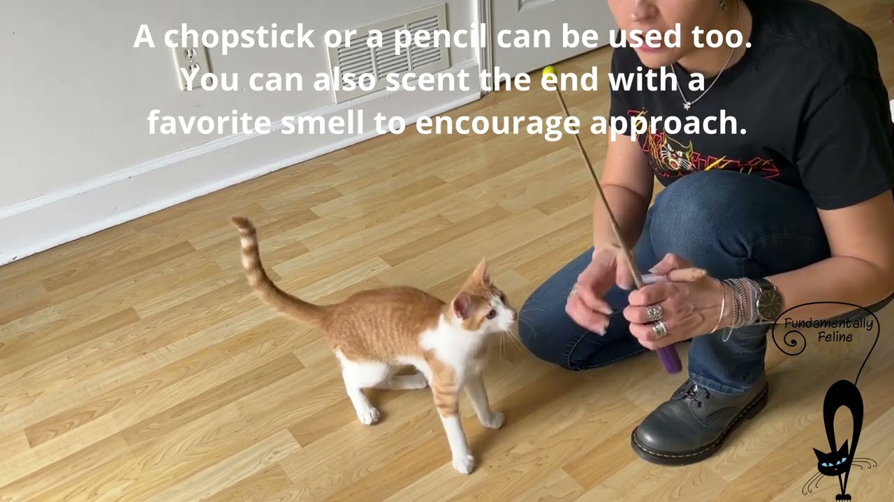 Train Your Cat to Target Using Their Nose - Fundamentally Feline