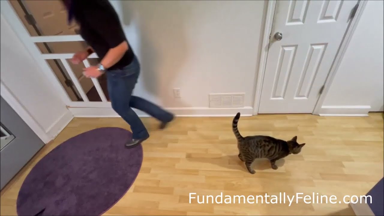 Training the "Whiplash Turn" Pattern Game With Cats - Fundamentally Feline