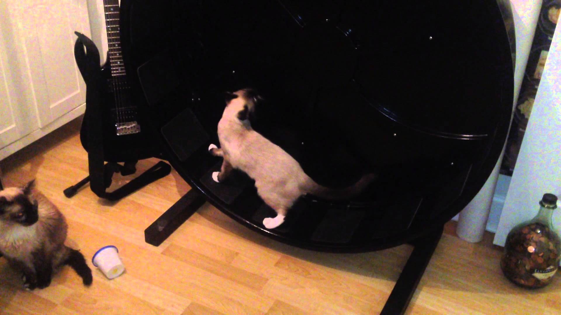 Willow Flying on the Cat Wheel! - Fundamentally Feline
